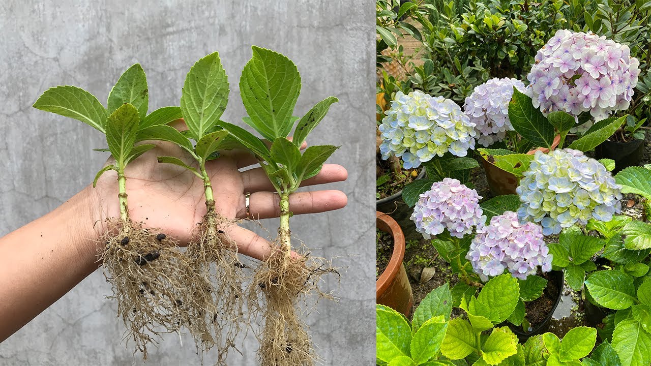 From the Garden to Your Cup: Hydrangea Root and Its Role in Kidney ...
