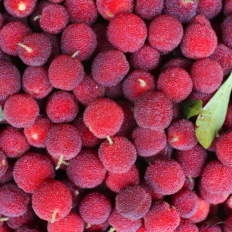 Fight Gum Disease Naturally with Bayberry: Here’s How | Medicinal Herb ...