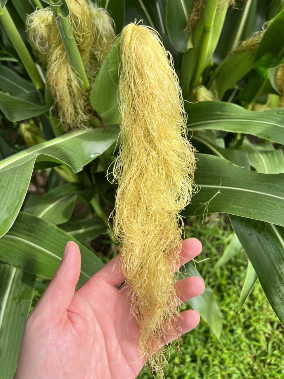How Corn Silk Tea Supports a Healthy Bladder | Medicinal Herb Store