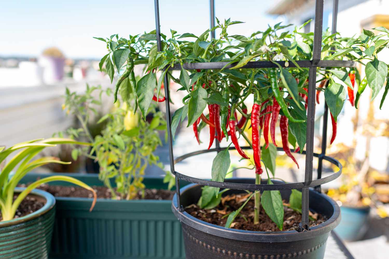 Is Cayenne Pepper the Ultimate Winter Wellness Spice? | Medicinal Herb ...
