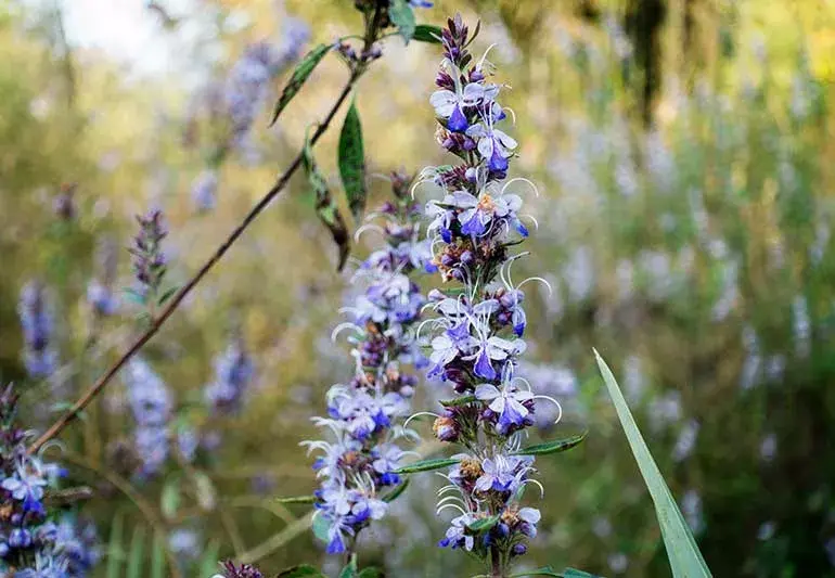 Chaste Tree Berry Benefits: Nature’s Answer to Hormonal Balance ...